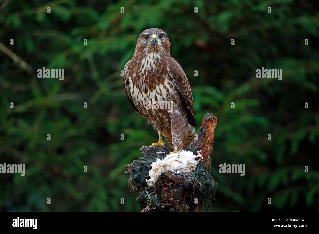 Female buzzard at a woodland feeding site Stock Photo - Alamy