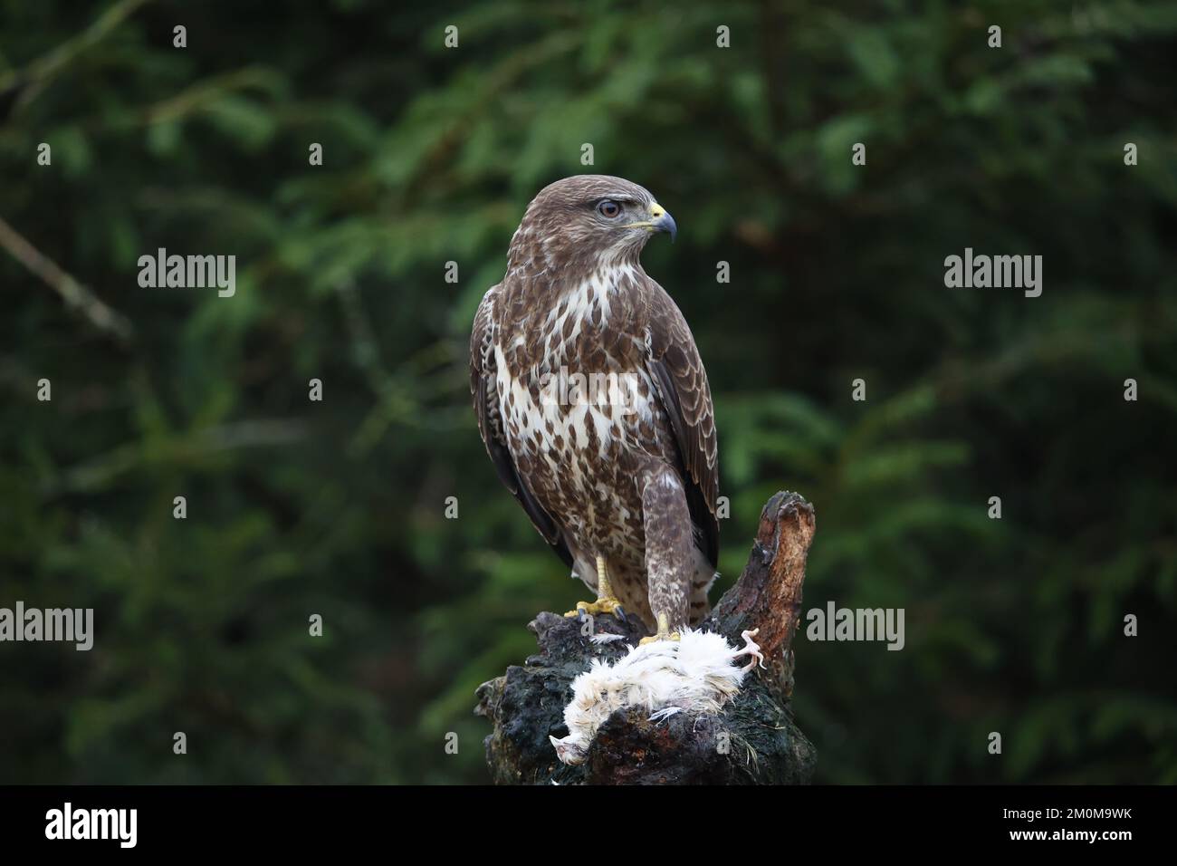 Female buzzard at a woodland feeding site Stock Photo - Alamy