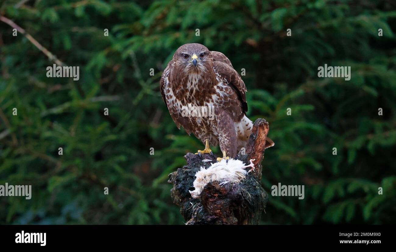 Common buzzard photos hi-res stock photography and images - Alamy