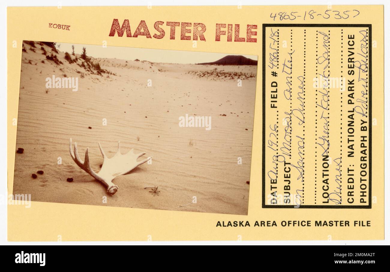 Moose antler on sand dunes. Alaska Task Force Photographs Stock Photo ...