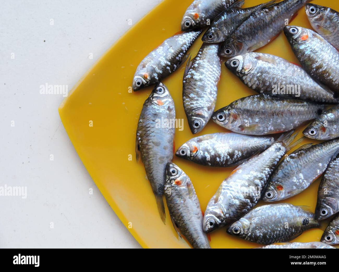 Edible freshwater fish commonly known as pool barb, spotfin swamp barb ...