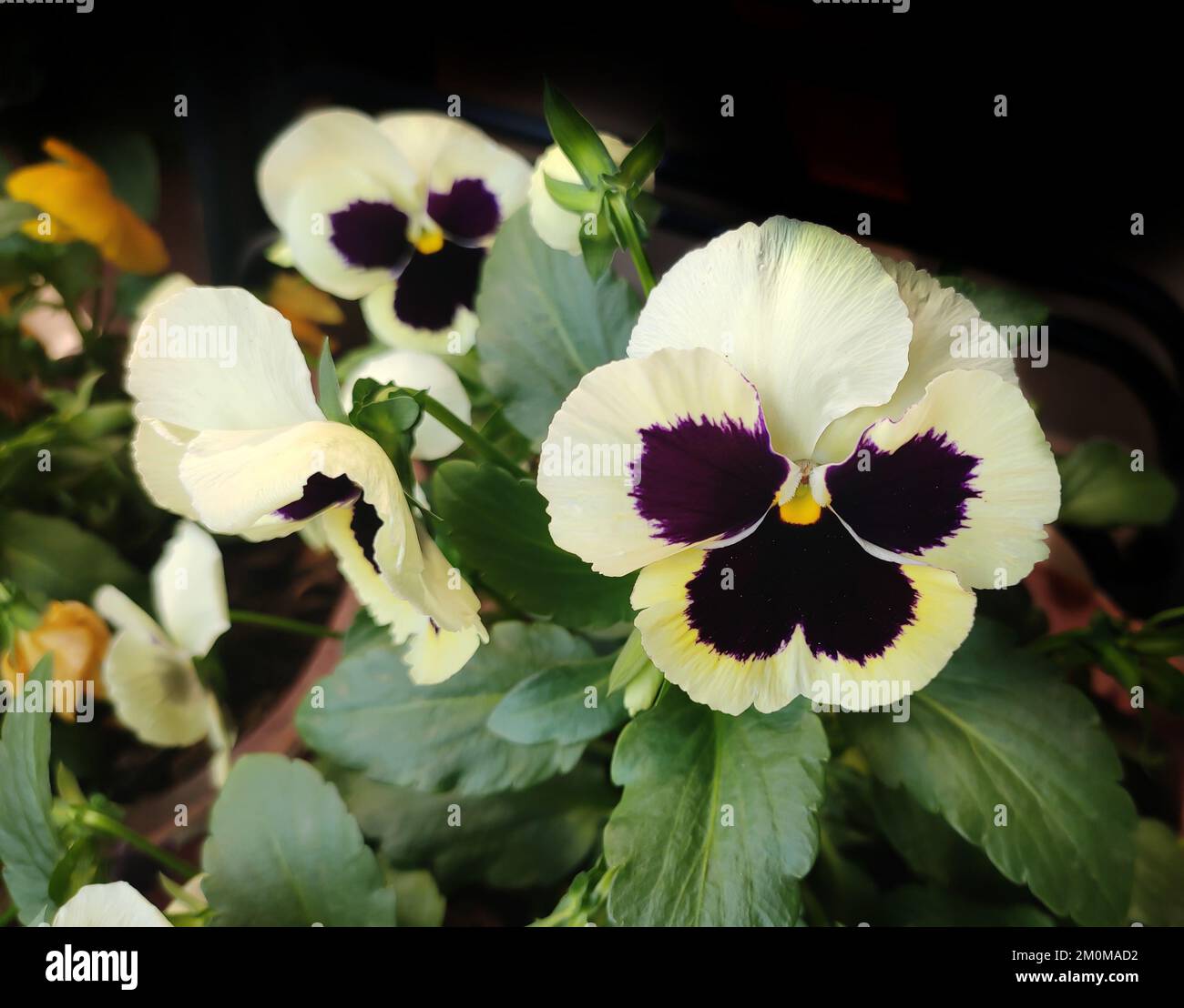 Flowering plant - garden pansy. Scientific name - Viola tricolor var ...