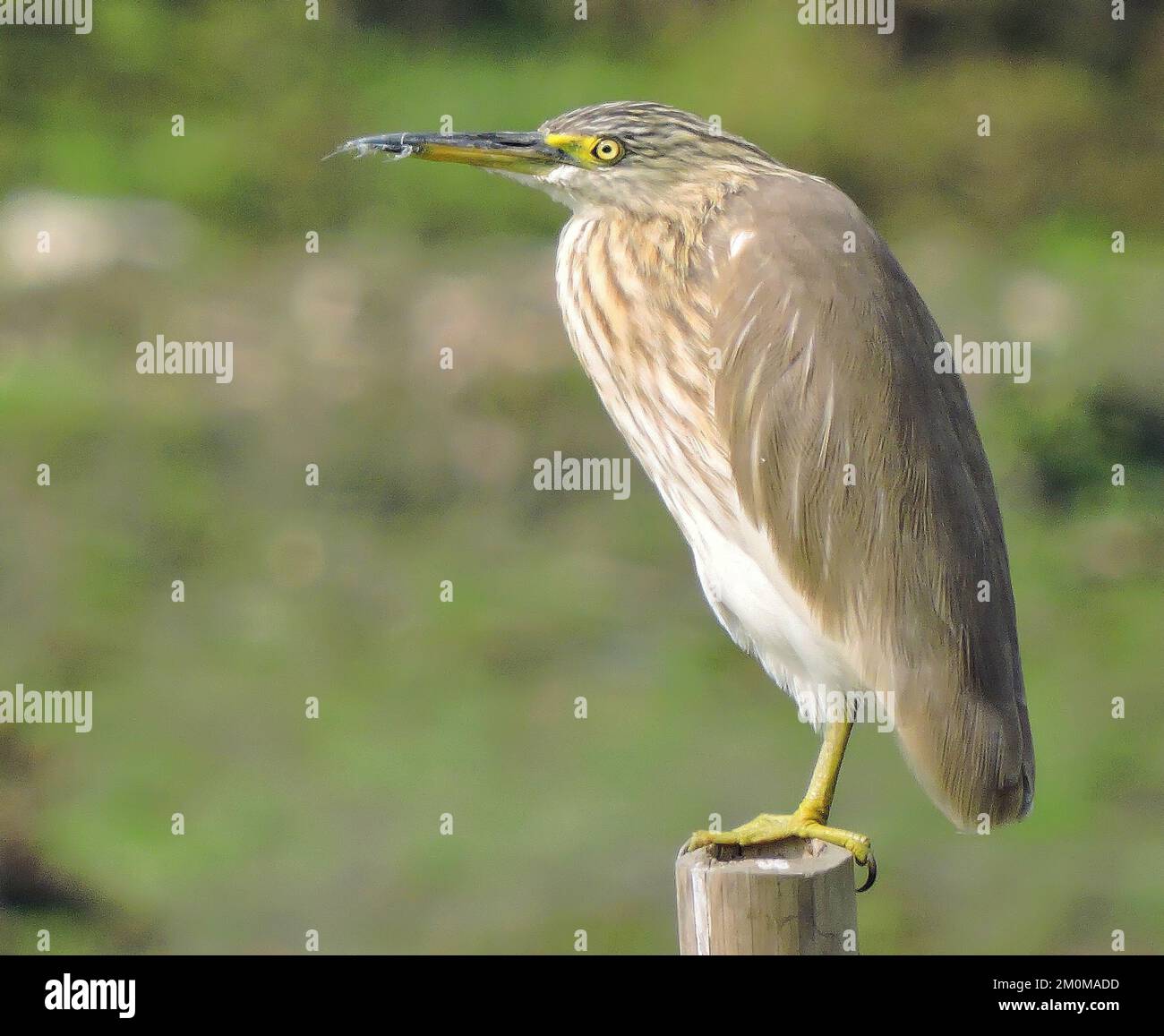 The Indian pond heron or paddy bird is a small heron. It is of Old ...