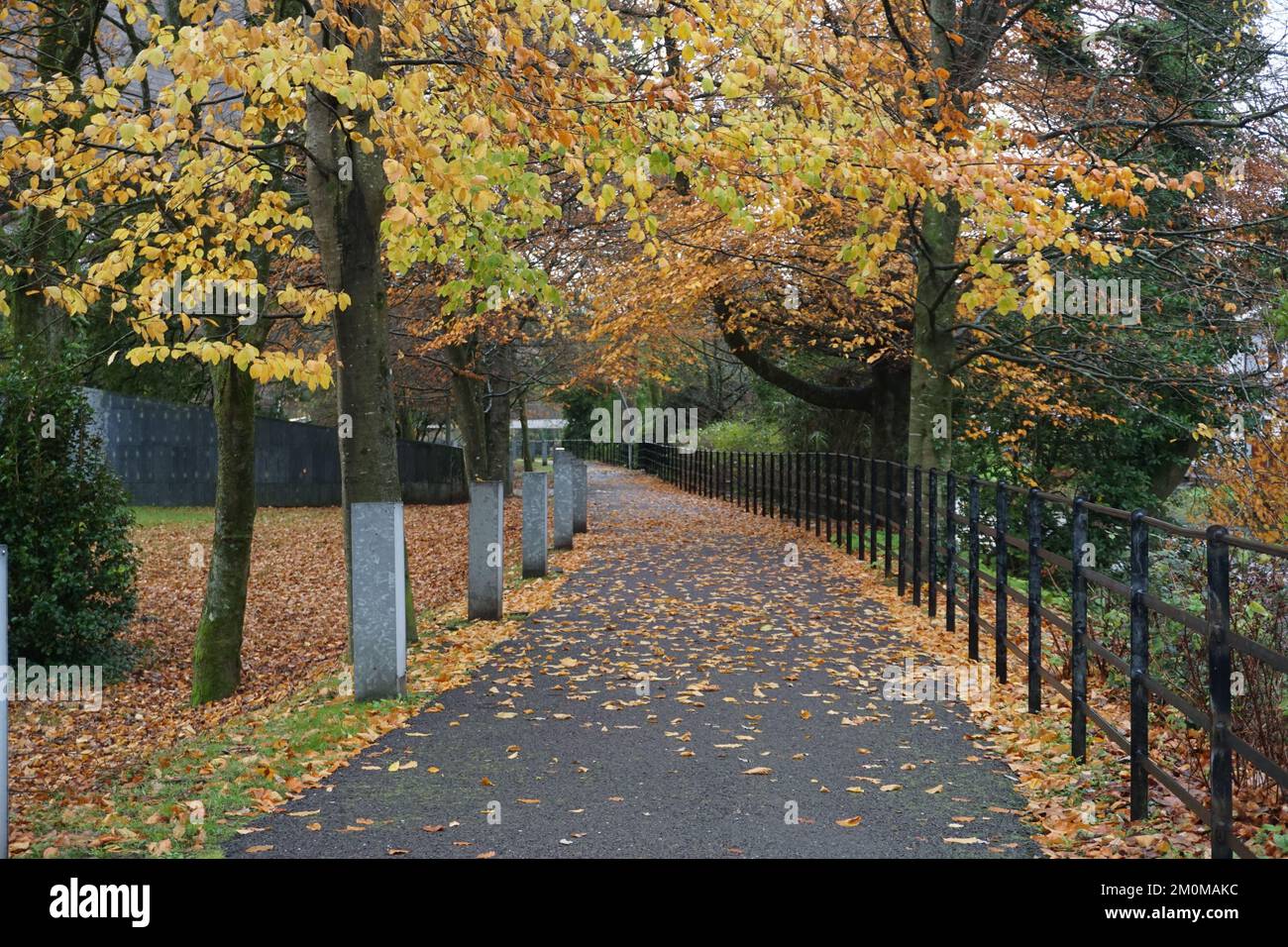 Leaf-covered paths in the colorful forest Stock Photo - Alamy