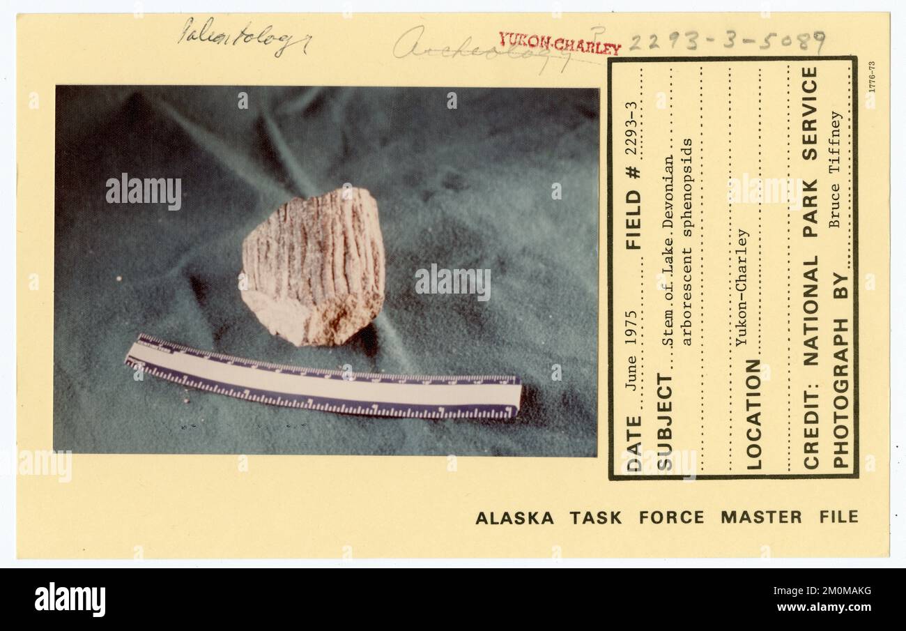 Stem of Lake Devonian arborescent sphenopsids. Alaska Task Force ...