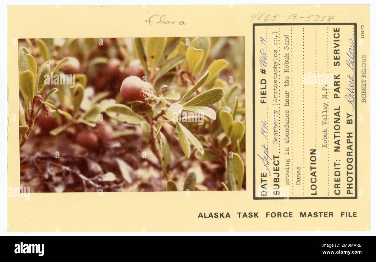 Bearberry (Arctostaphylos sp.) growing in abundance near the Kobuk Sand ...