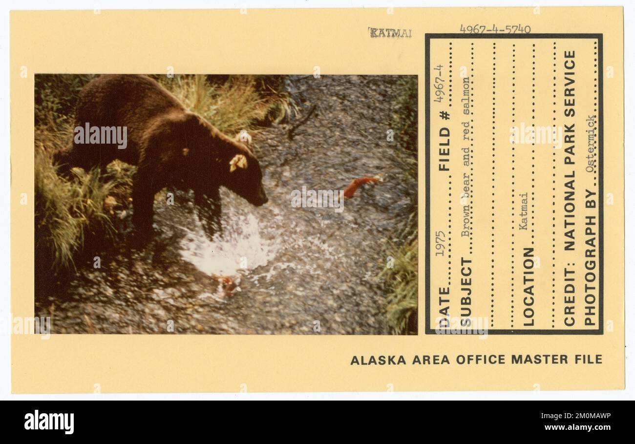 Brown bear and red salmon. Alaska Task Force Photographs Stock Photo ...