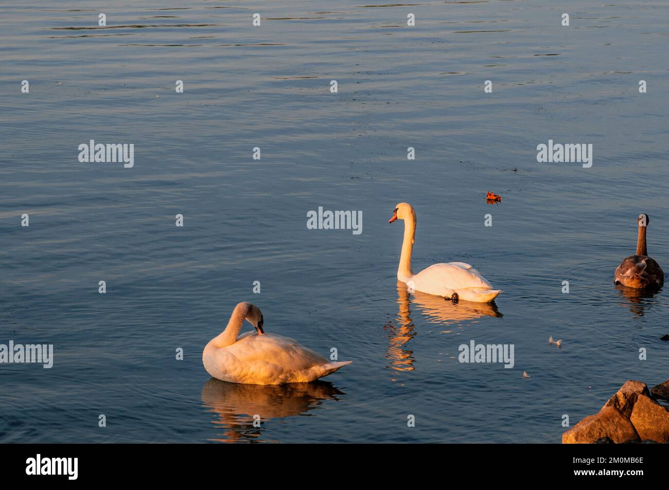 Swan swims in Lake Balaton Photographed at Balatonfoldvar, lake Balaton ...