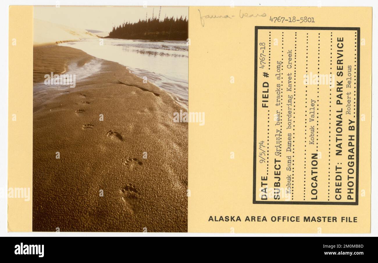 Grizzly bear tracks along Kobuk Sand Dunes bordering Kavet Creek ...