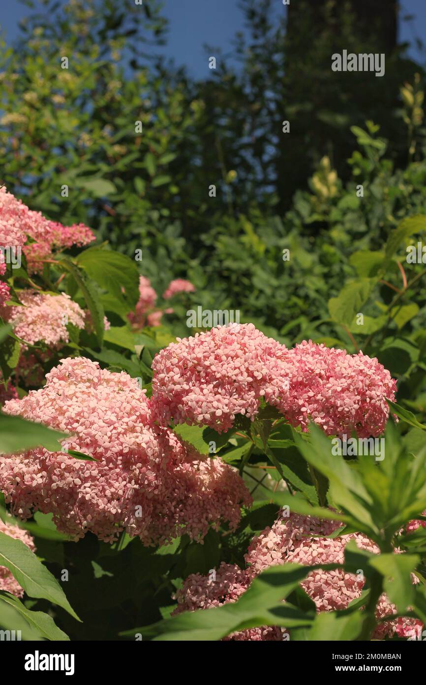 Fresh hydrangeas and flowers growing in the sunny summer meadow Stock ...