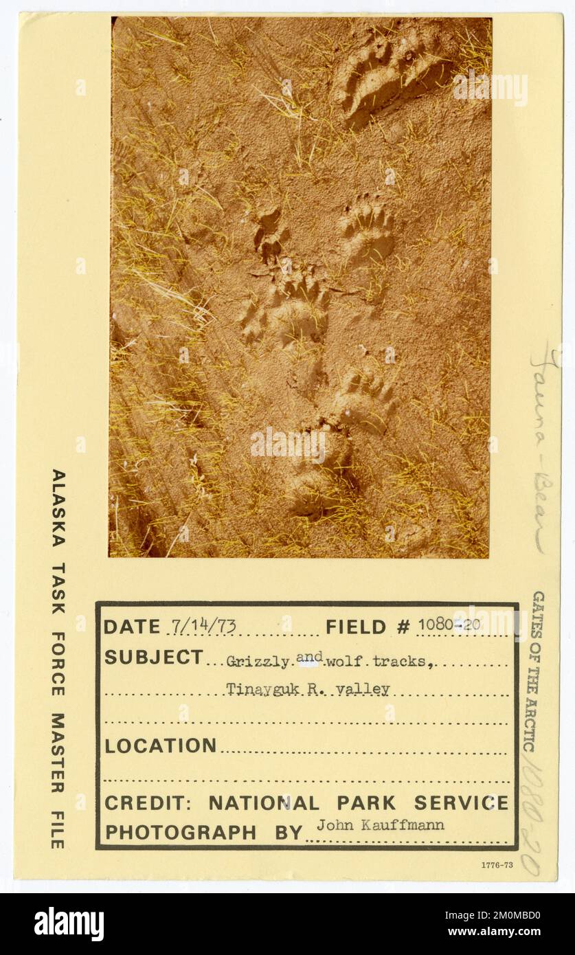 Grizzly and wolf tracks Tinayguk River valley. Alaska Task Force ...