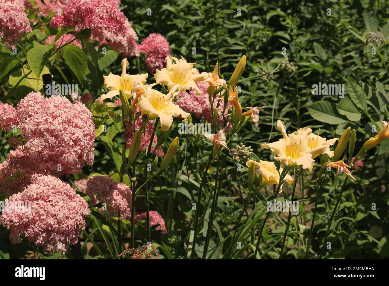 Fresh hydrangeas and flowers growing in the sunny summer meadow Stock ...