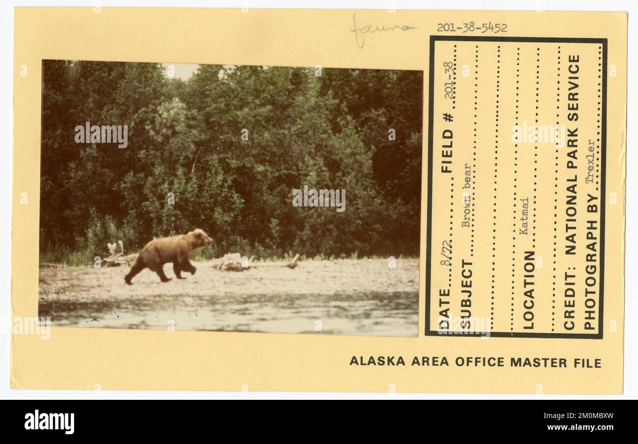 Brown bear. Alaska Task Force Photographs Stock Photo - Alamy