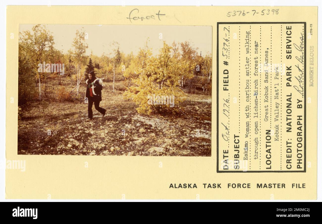 Eskimo woman with caribou antler walking through open lichen-birch ...