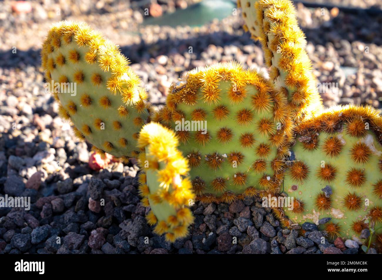 Opuntia aciculata cactus plant texture in the garden under the sun in ...