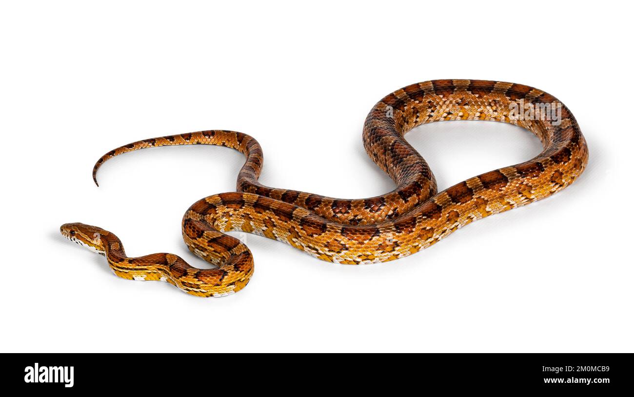 Corn snake portrait pantherophis guttatus hi-res stock photography and ...