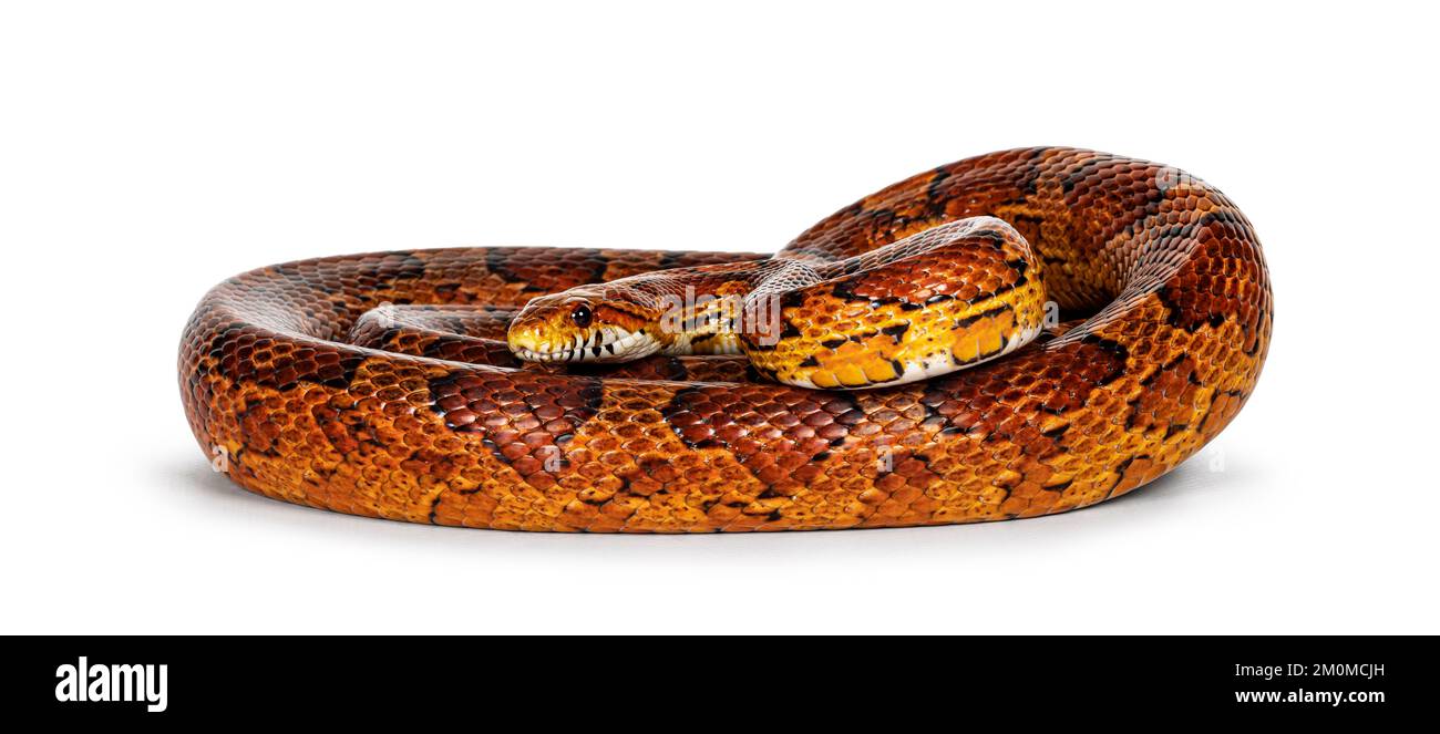 Full lenght shot of normal colored Corn Snake aka Red rat snake or ...