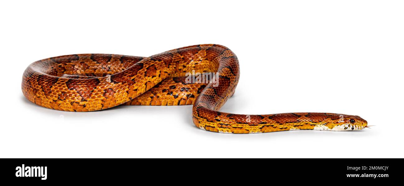Full lenght shot of normal colored Corn Snake aka Red rat snake or ...