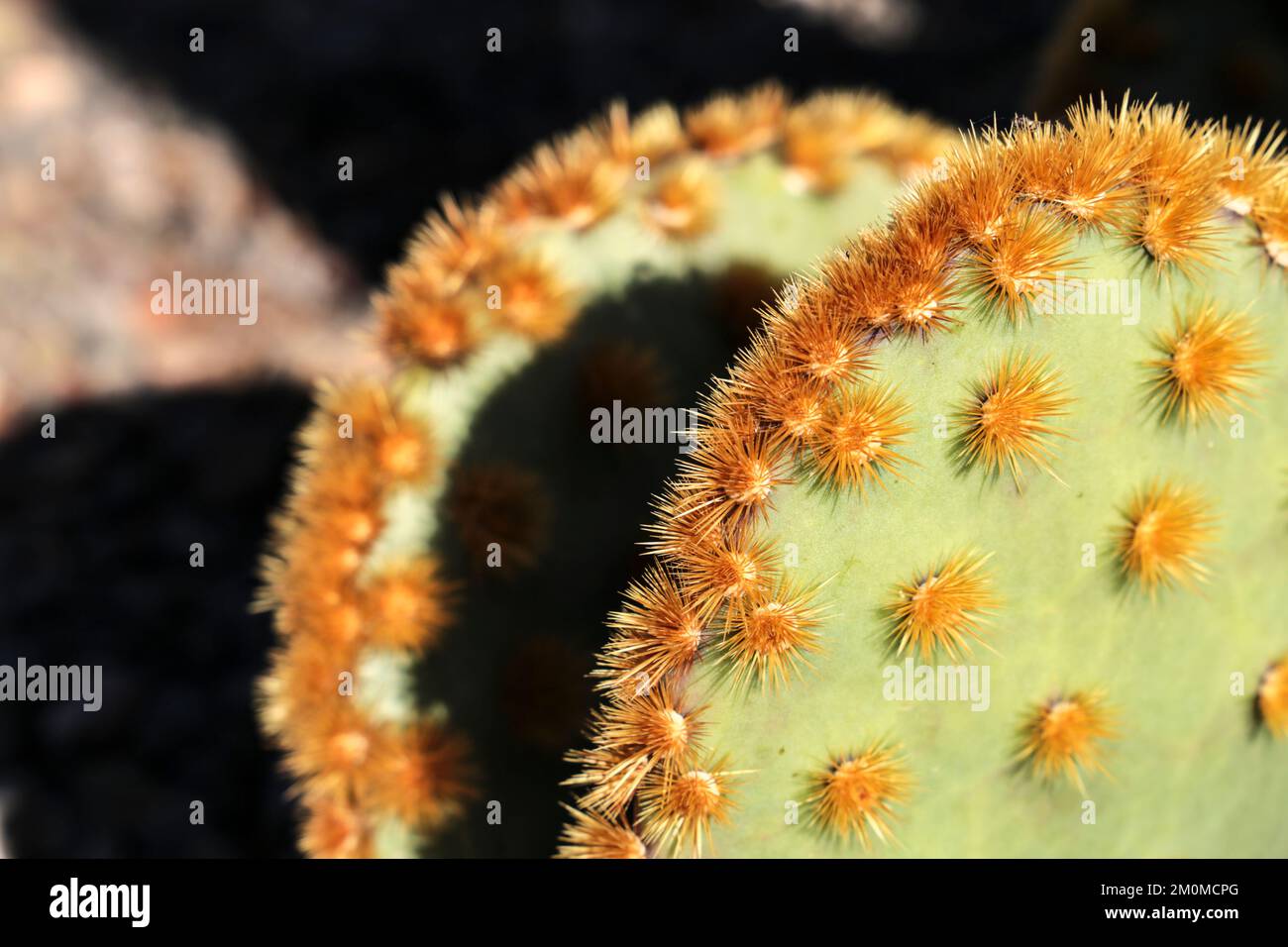 Opuntia aciculata cactus plant texture in the garden under the sun in ...