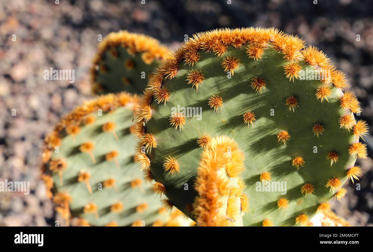 Opuntia aciculata cactus plant texture in the garden under the sun in ...