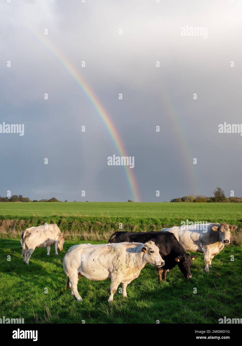 beef cows in belgian countryside with rainbow in the background Stock ...