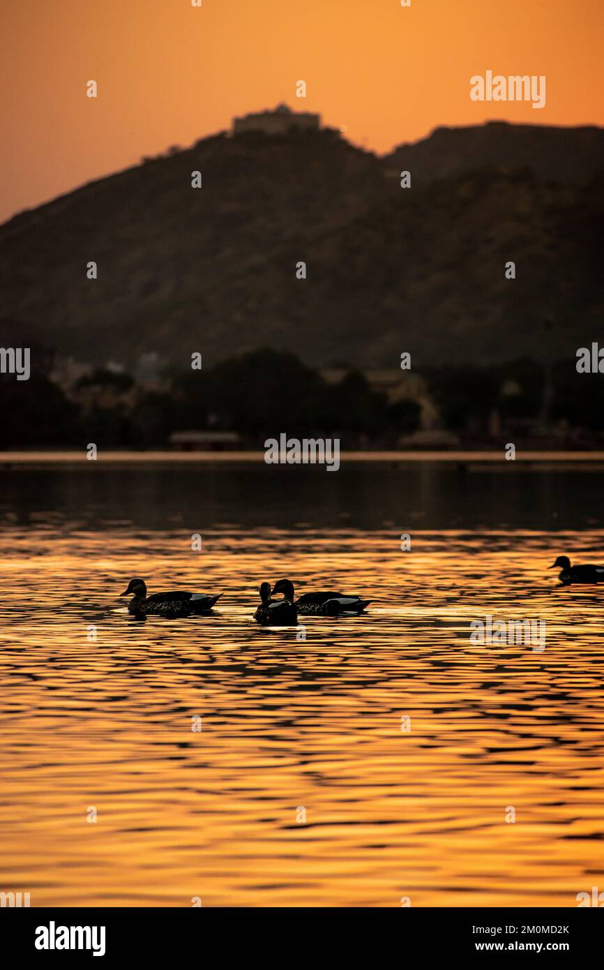 A vertical shot of the ducks swimming in the lake at sunset Stock Photo ...
