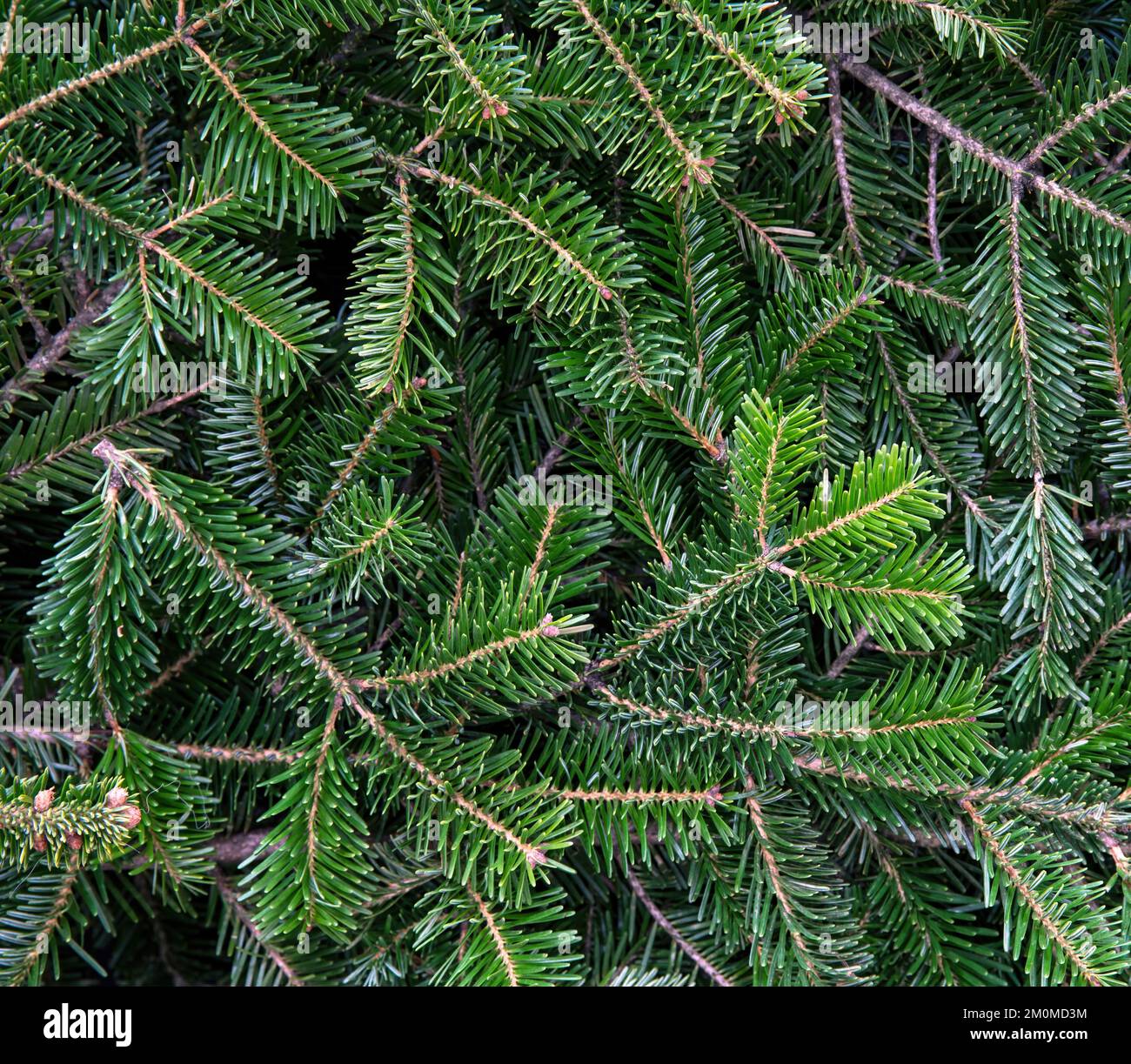 Fir tree branch close up. Christmas background. Natural spruce needles ...
