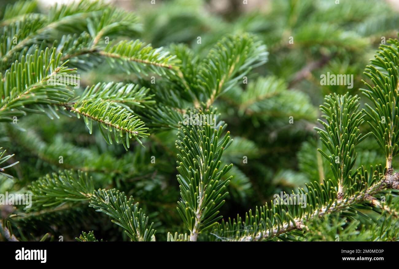 Fir tree branch close up. Christmas background. Natural spruce needles ...
