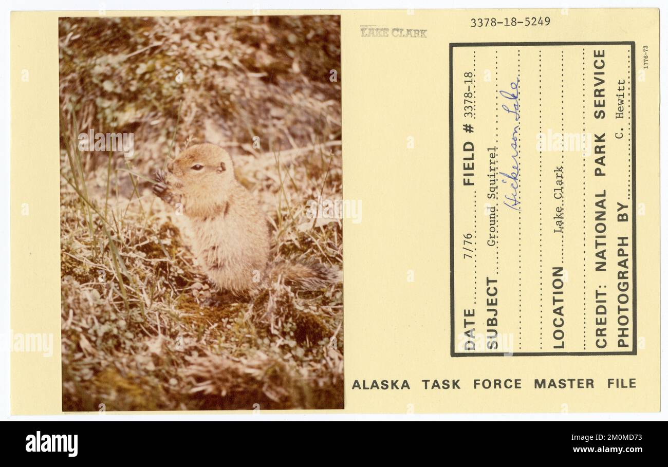 Alaska squirrel Cut Out Stock Images & Pictures - Alamy