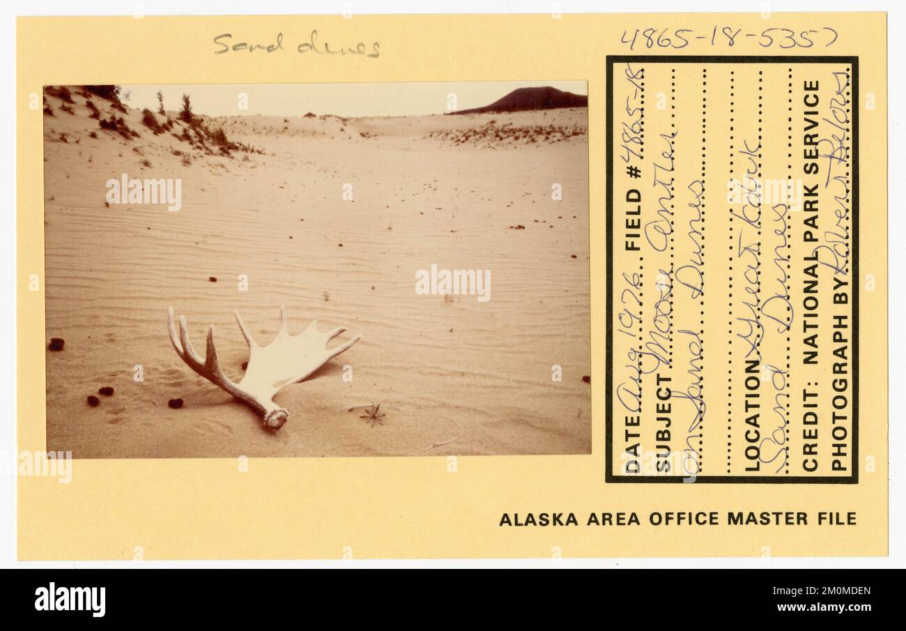 Moose antler on Sand Dunes. Alaska Task Force Photographs Stock Photo ...