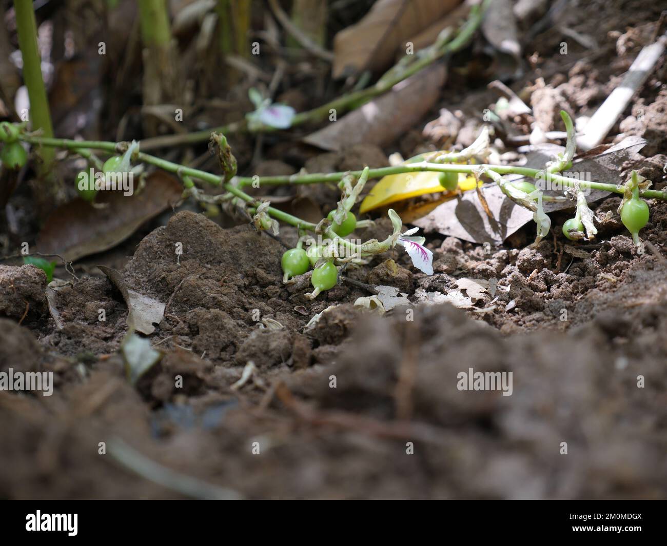 Detail grass growing on sandy hi-res stock photography and images - Alamy
