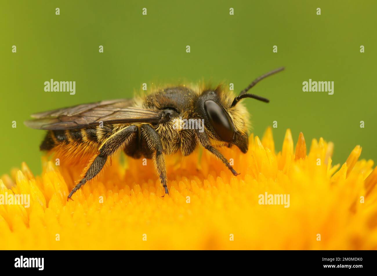 Closeup on a female Patchwork leafcutter bee Stock Photo - Alamy