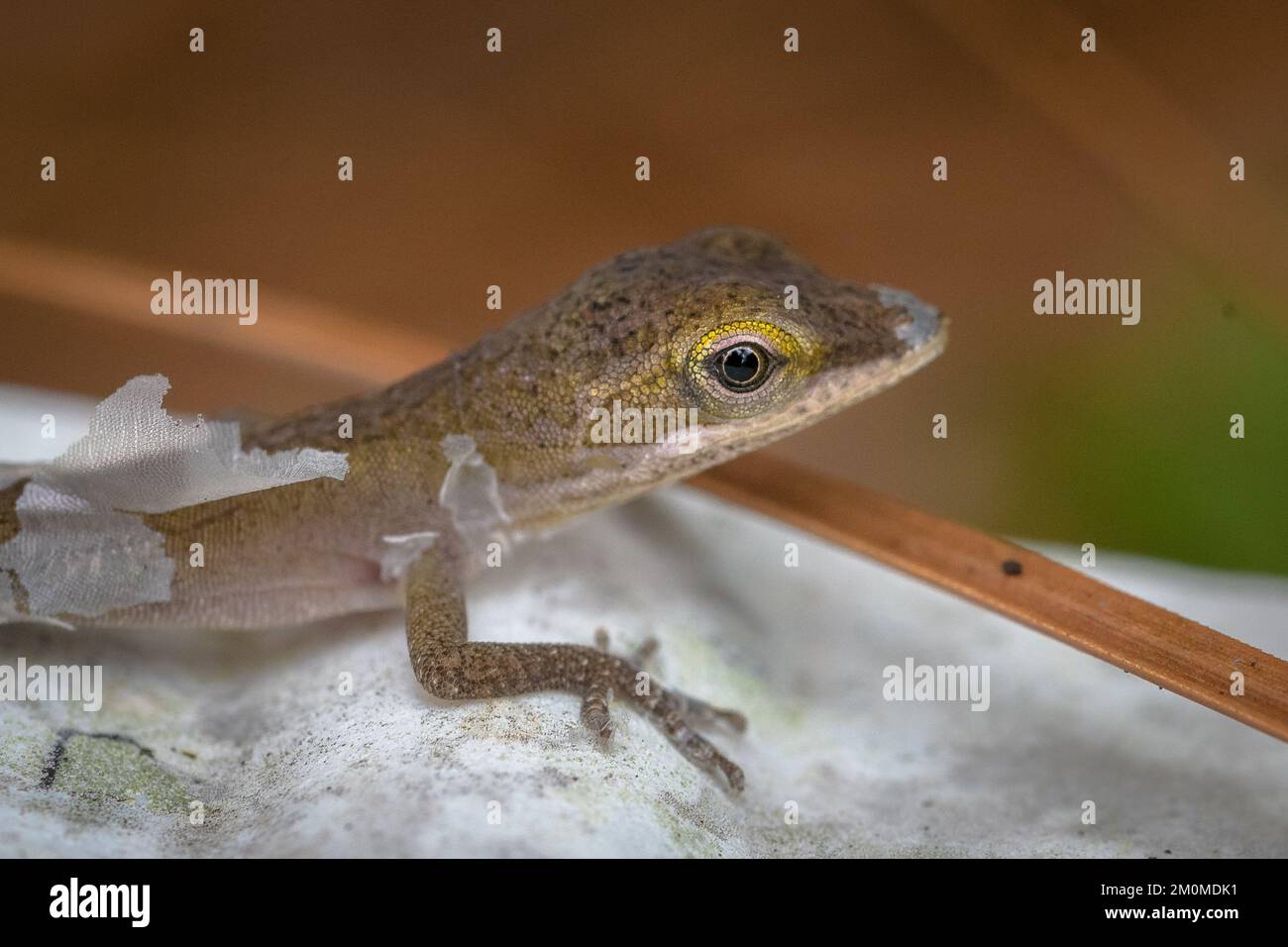 A baby Carolina Anole shedding his skin Stock Photo - Alamy