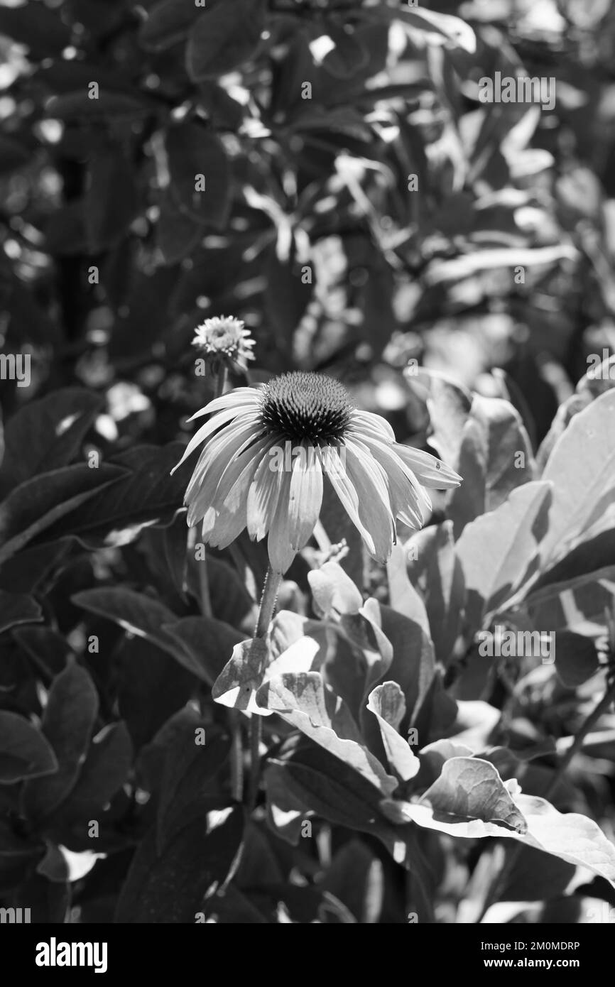 Beautiful cone flowers growing in the sunny meadow Ina black and white ...