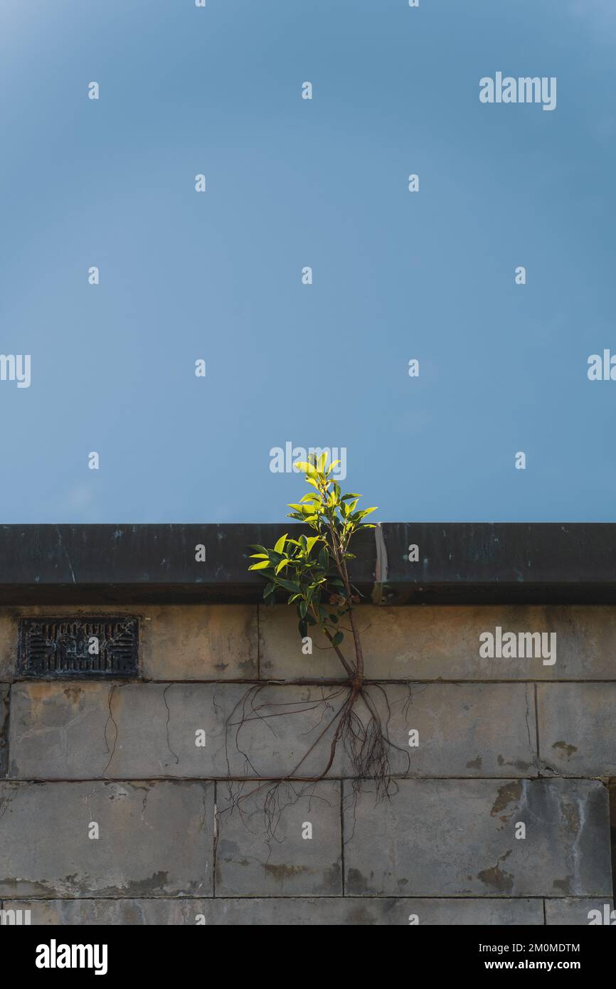 A vertical shot of the plant growing through the prison's bricks ...