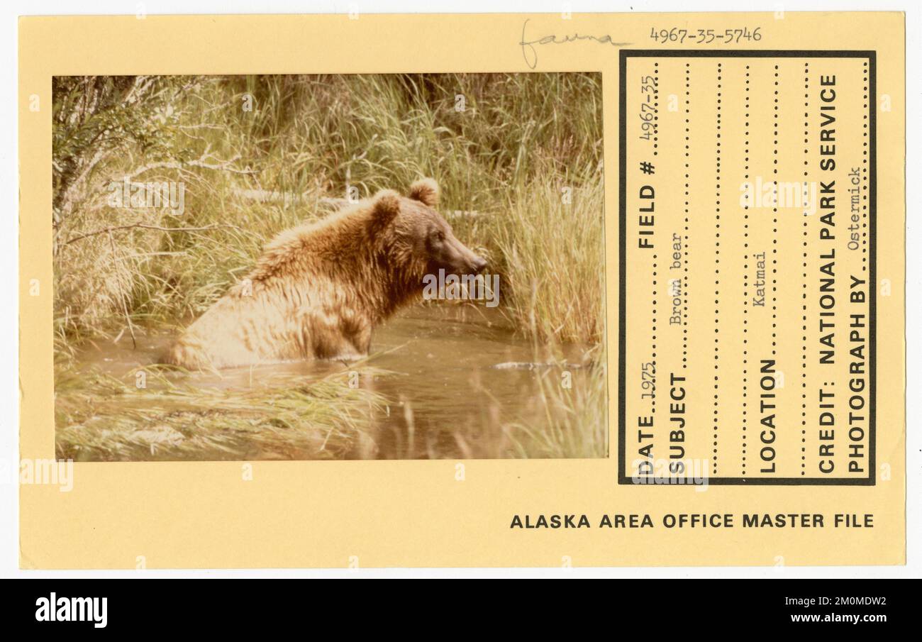 Brown bear. Alaska Task Force Photographs Stock Photo - Alamy