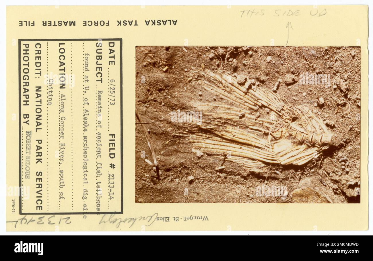 Remains of ancient fish tailbone found at U of Alaska archeological dig ...