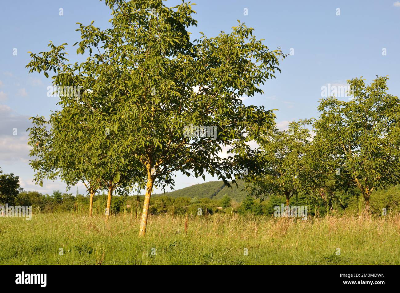 Trees in fields Stock Photo - Alamy
