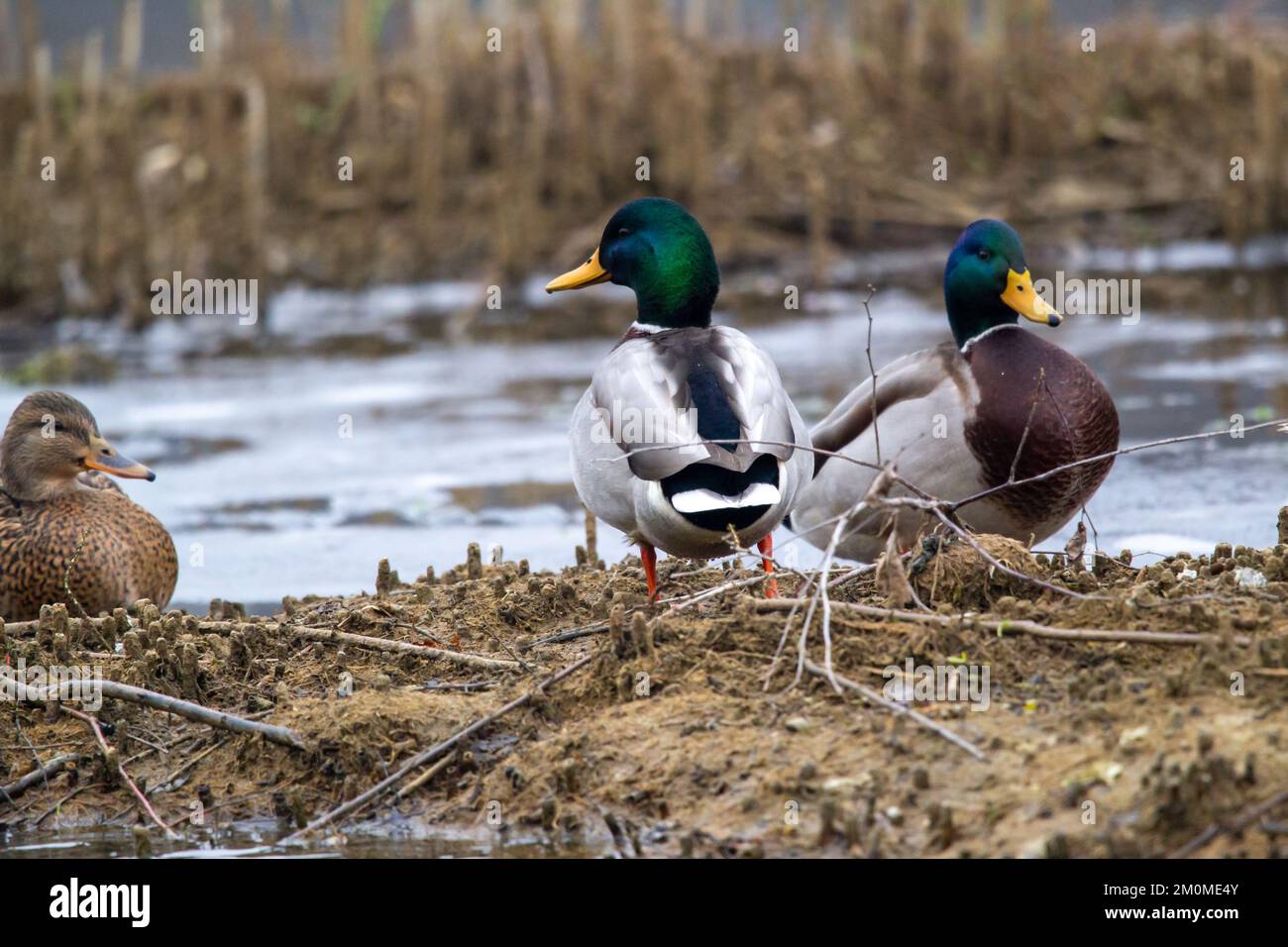 Two cute mallards standing hi-res stock photography and images - Alamy