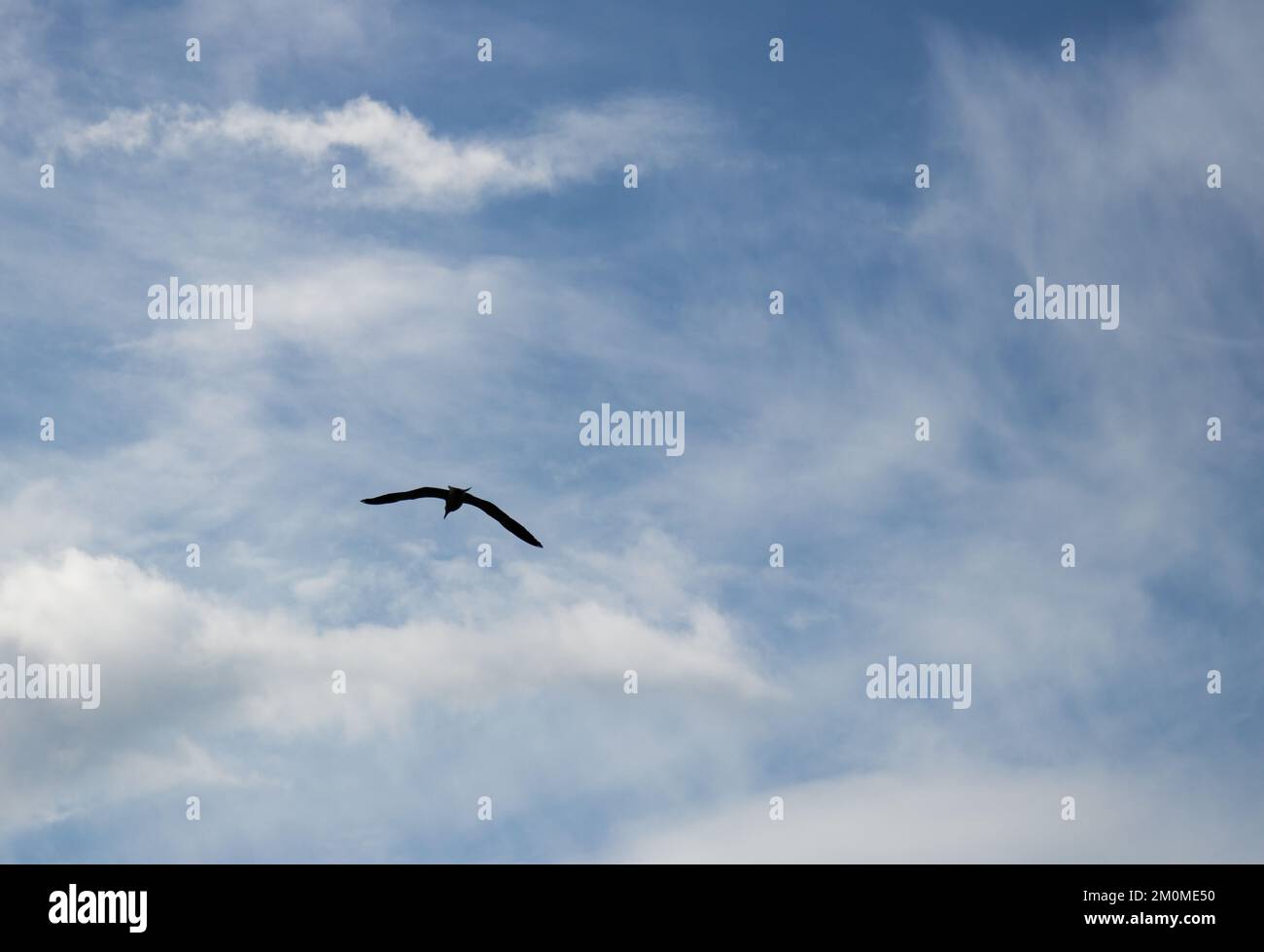 A bird flying in blue sky Stock Photo - Alamy