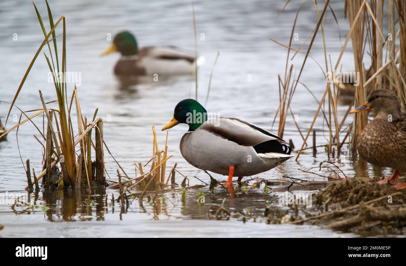 Two cute mallards standing near the river Stock Photo - Alamy