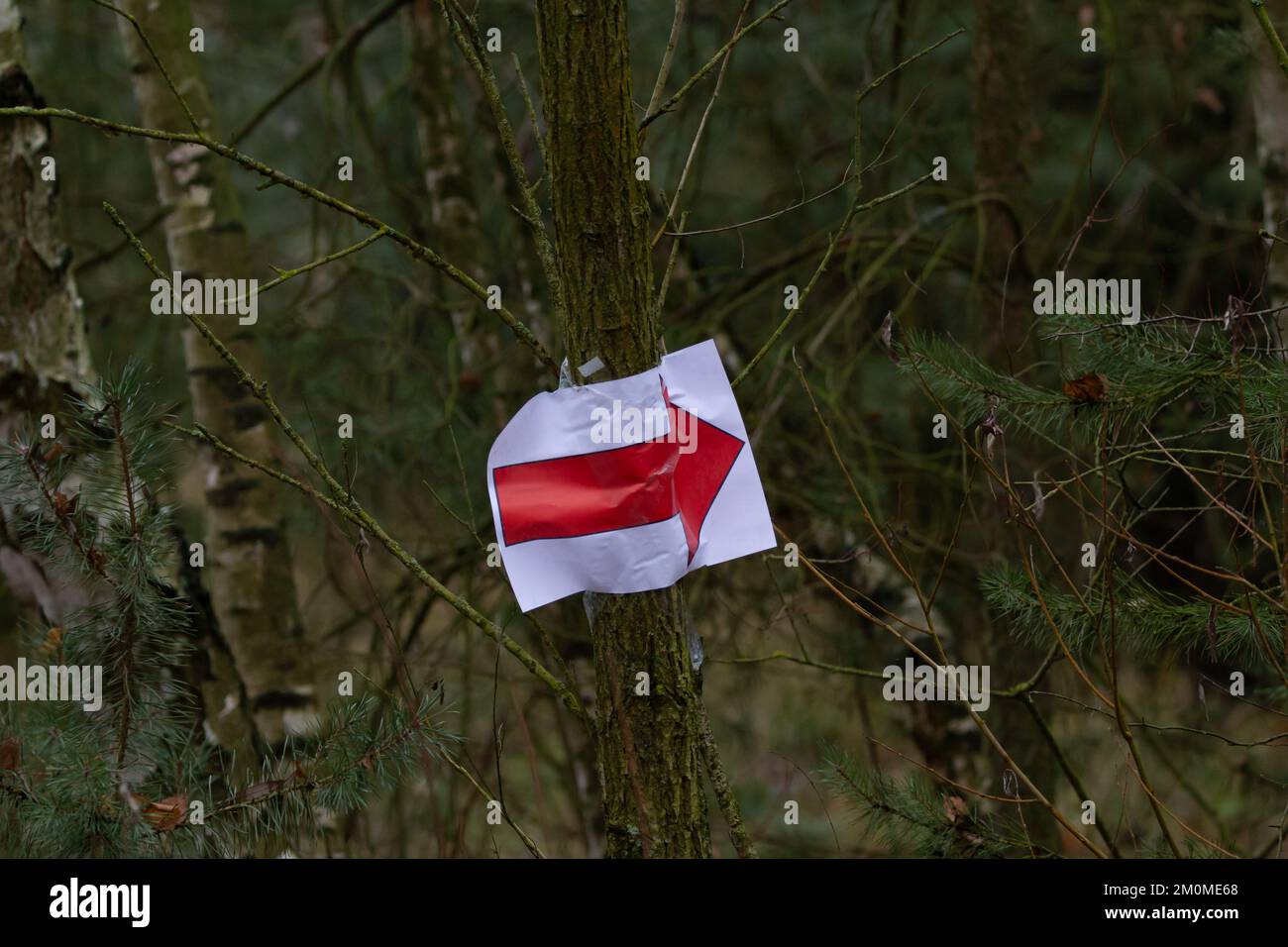 A red direction arrow on the narrow tree showing direction Stock Photo ...