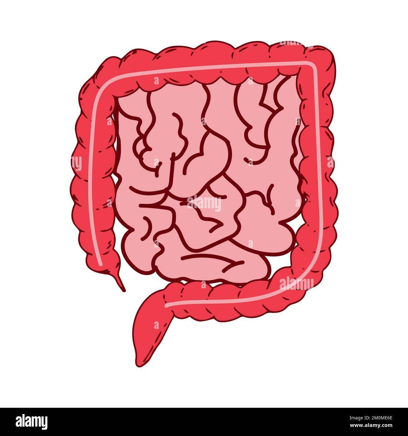 Realistic flat vector illustration of small and large intestine. Human ...