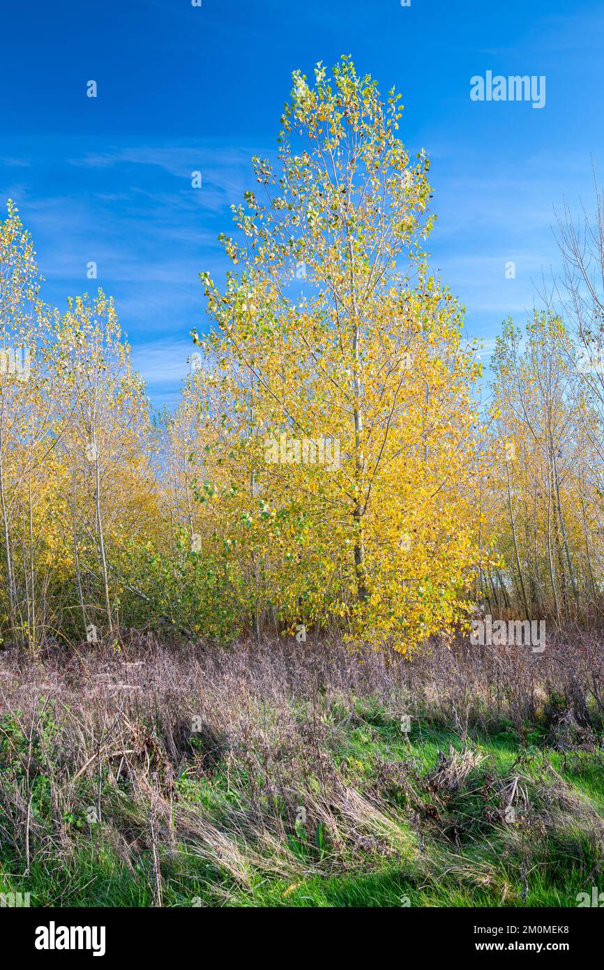Poplar tree (latin name: Populus) in fall colors in recreation area ...
