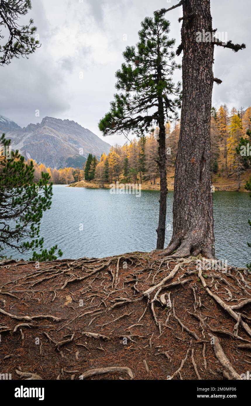 Scenic image of the trunk and roots of a coniferous tree near Lake ...