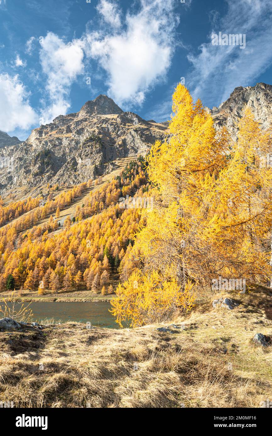 Larch trees in vibrant fall colors along Lake Sils in the Swiss Alps ...