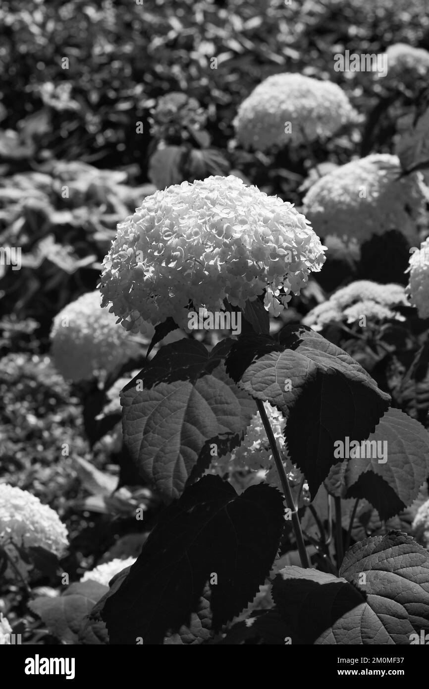 Fresh hydrangeas and flowers growing in the sunny summer meadow in a ...