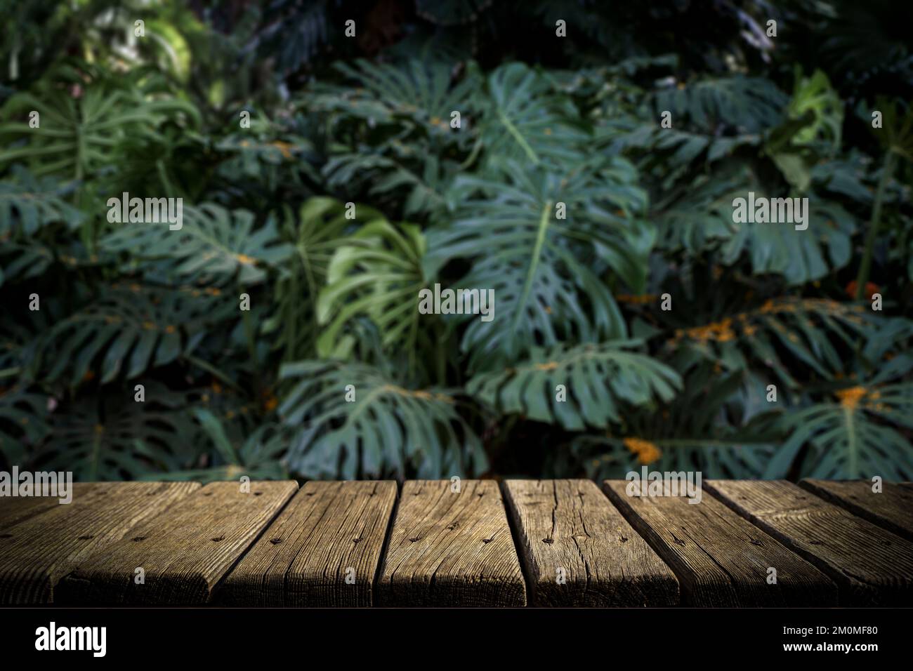Jungle table background. Rustic wooden table against the backdrop of ...