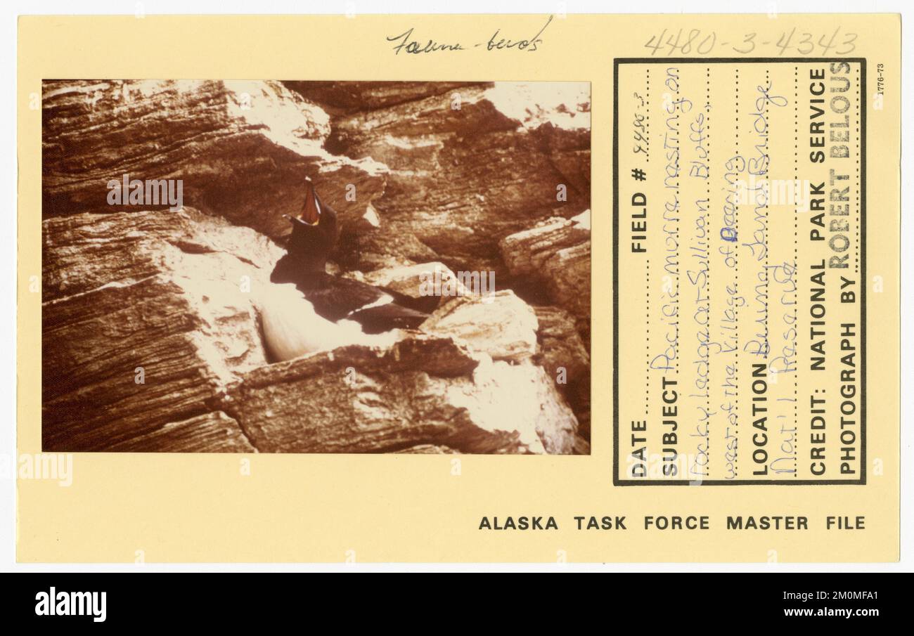 Pacific murres nesting on rocky ledge along Sullivan Bluffs west of the ...