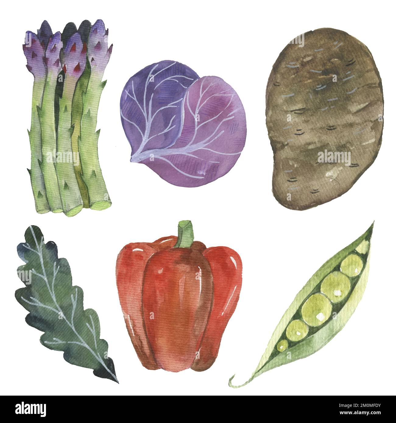 Cucumber watercolor illustration Cut Out Stock Images & Pictures - Alamy